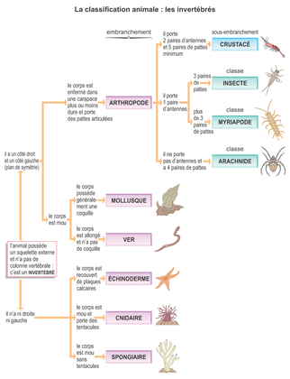 La classification animale : les invertébrés - Base documentaire en sciences - Ressources pour ...