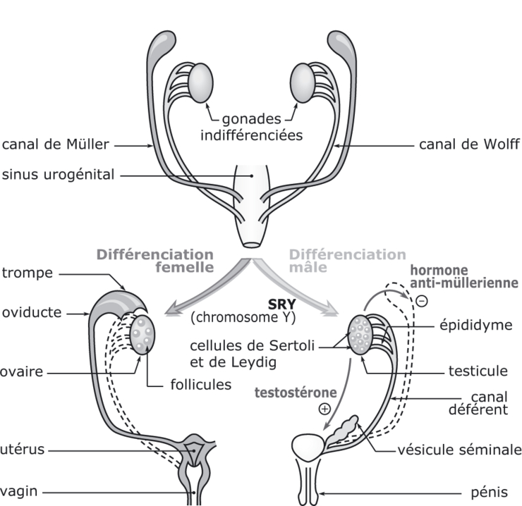 Image 1_sci_09i02 - Devenir homme ou femme - Réviser le cours - Sciences - Première ES ...
