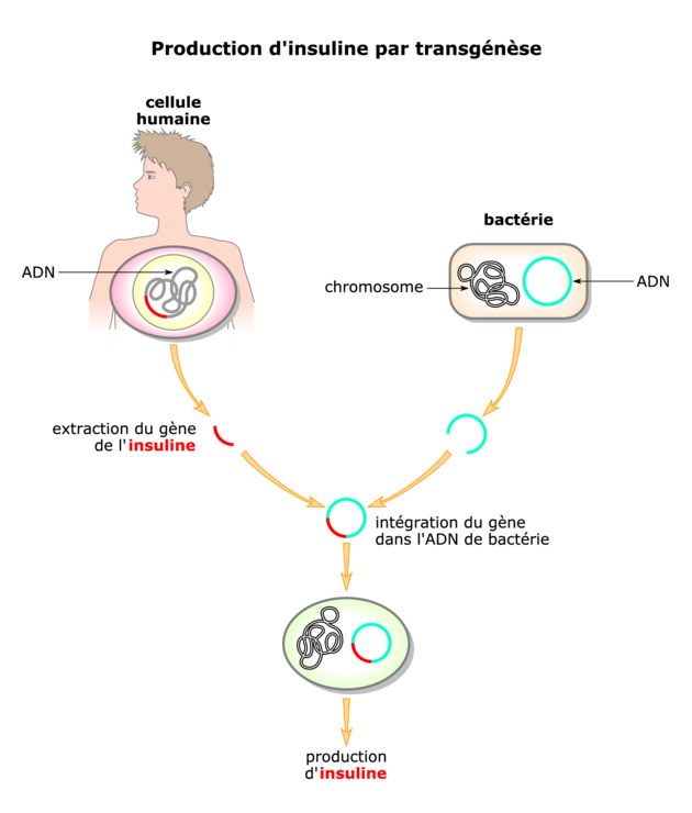 Image 1_w202i02 - Du génotype au phénotype - Réviser le cours ...