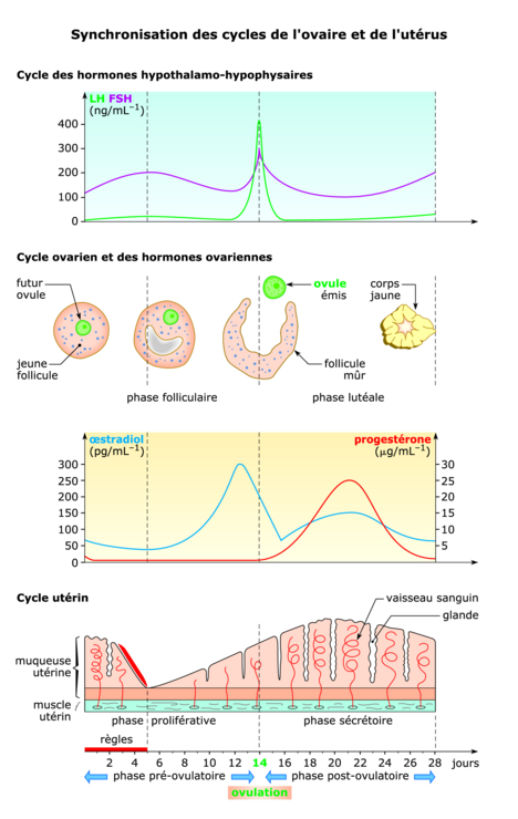 Image t_t204i05 - La procréation - Réviser le cours - Sciences ...