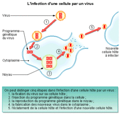 Prolifération des microbes et infection - Réviser une notion - SVT - 3e ...