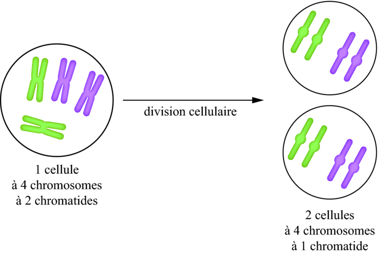 Image 3sud03i03 - La transmission des chromosomes par duplication et ...