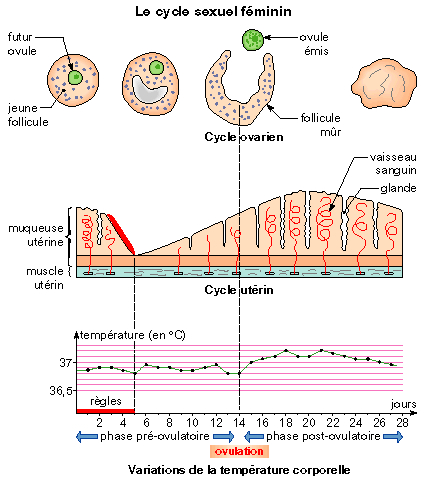 Image 5stv0302zi01 - Le cycle sexuel de la femme - Réviser une notion ...
