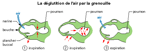 la respiration chez les poissons