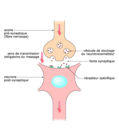 Schéma d'un neurone et d'une synapse