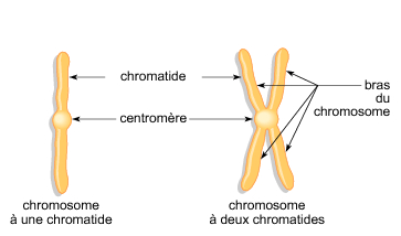 Chromosomes Dans Un Noyau