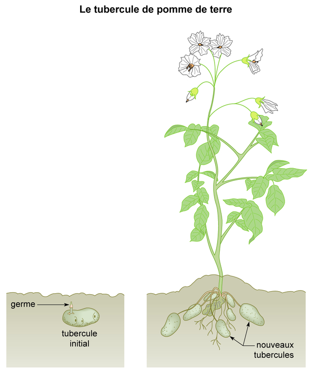 Image 6spm0404 - Le tubercule de pomme de terre - Base documentaire en ...