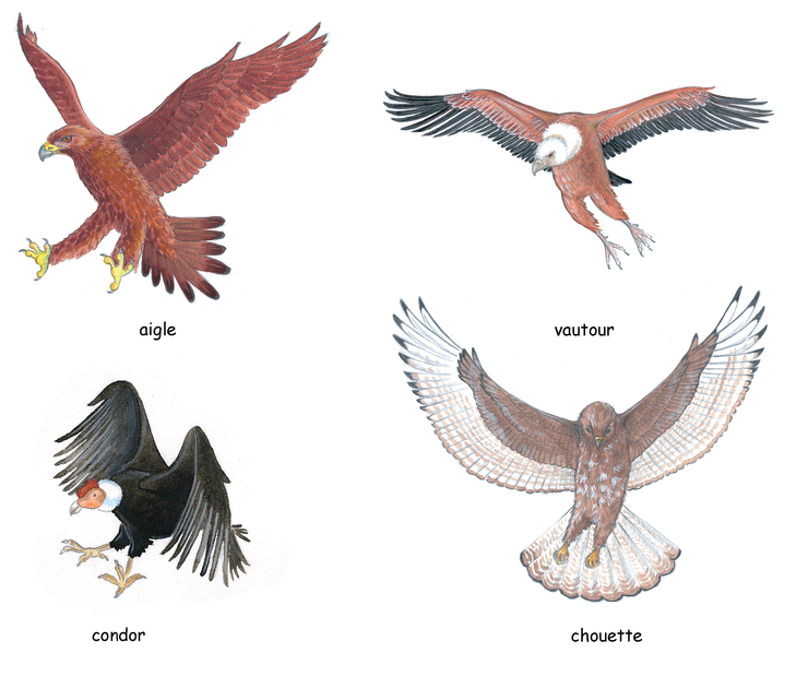 Image da_i01 - Les rapaces - Base documentaire en sciences - Ressources ...