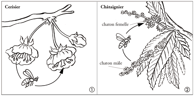Image fde07sc06i02 - Le rôle des insectes dans la pollinisation - Base ...
