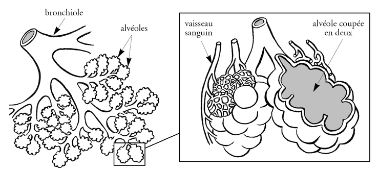 Image fde08sc16i03 - Les alvéoles pulmonaires - Base documentaire en ...