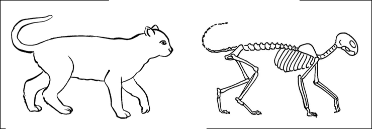 Image fde09sc07i03 - Le squelette du chat - Base documentaire en ...