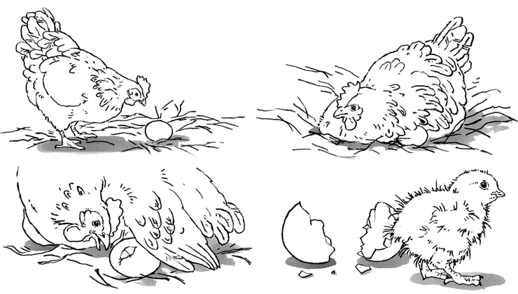 Image fde11sc04i01 - Le développement d'un poussin - Base documentaire ...