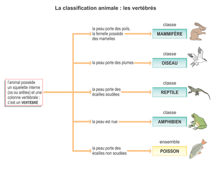 La classification animale : les vertébrés - Base documentaire en ...