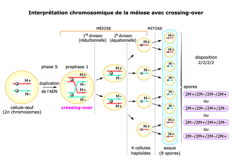 Image t_t202i04 - Interprétation chromosomique de la méiose avec crossing-over - Base ...