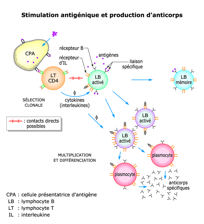 Image t_t207i03 - Stimulation antigénique et production d'anticorps ...