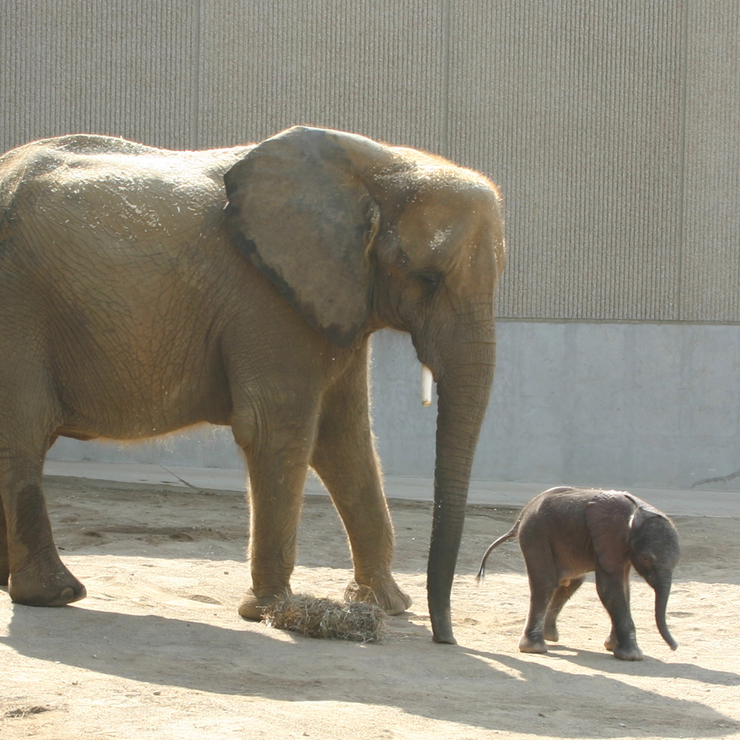Image d0510_00023i00 - L'éléphant et son petit - Banque d'images sur ...