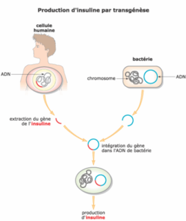 Définition de « transgenèse » - Trouver la définition d'un mot - SVT ...