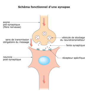 Définition de « synapse » - Trouver la définition d'un mot - SVT ...