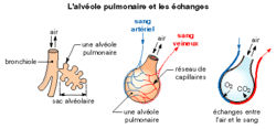 echange gazeux pulmonaire et tissulaire PDF Cours,Exercices ,Examens