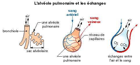 Image 5sre02i10 - Anatomie et histologie de l'appareil respiratoire ...