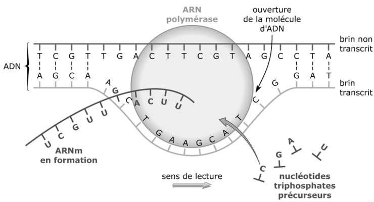 Image cc_bio_13i01 - Génétique moléculaire : expression de l ...