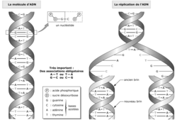 Cycle cellulaire - Réviser le cours - Biologie humaine - Terminale ST2S ...