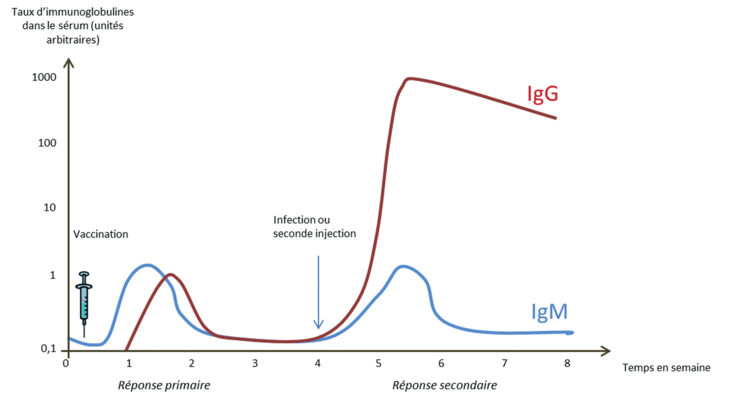 What happens when the human immune system encounters a bacterium it has ...
