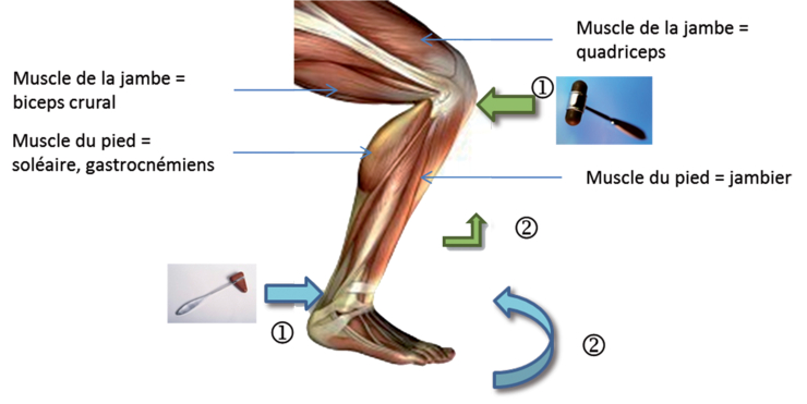 Image t_svt_15i01 - Le réflexe myotatique, un exemple de commande ...