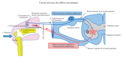Le réflexe myotatique, un exemple de commande réflexe du muscle ...