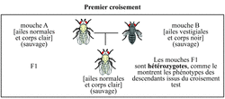 Brassages chromosomiques chez la drosophile (sujet national, juin 2013 ...