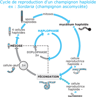 Méiose et fécondation - Réviser le cours - SVT - Terminale S ...
