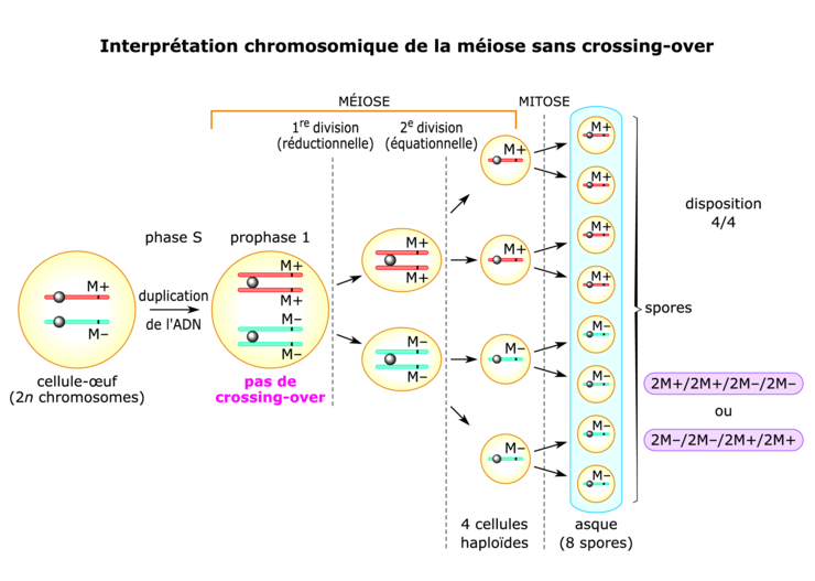 Image t_t202i03 - Méiose et fécondation - Réviser le cours - SVT ...