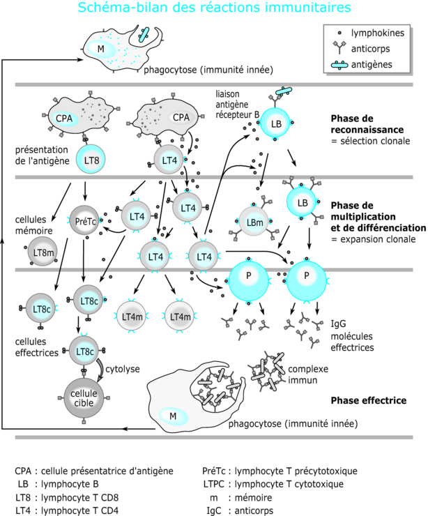 Image t_t208i02 - Les vaccins et la mémoire immunitaire - Réviser le ...