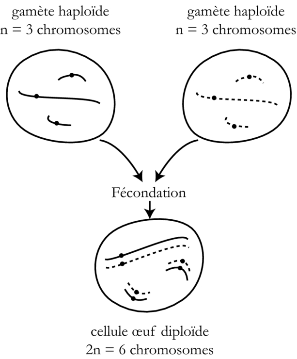 Cellule Haploïde Et Diploide Schéma – EHUA
