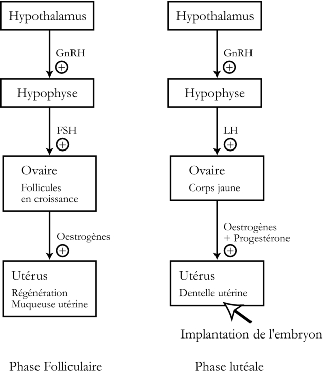 Image t_trde09ci01 - La mise en place de la muqueuse utérine chez la ...