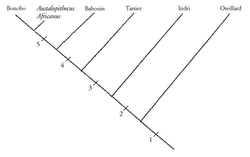 L'arbre phylogénétique de cinq espèces de mammifères - Travailler sur ...