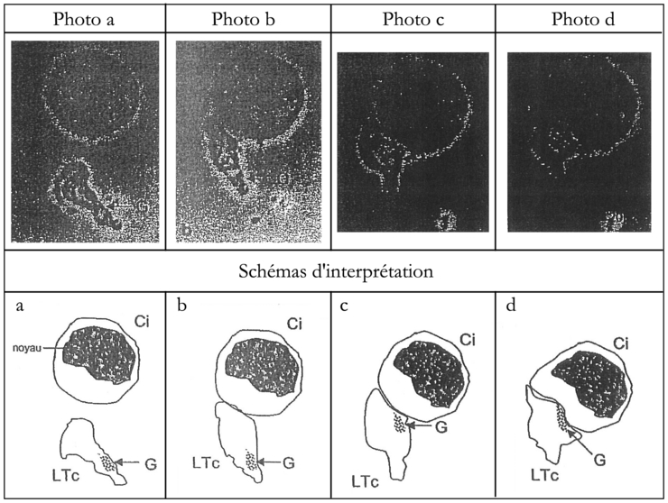 Image t_trde36i01 - Les lymphocytes T cytotoxiques - Travailler sur des ...