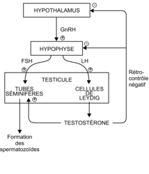 Les hormones de l'homme adulte - Travailler sur des sujets du bac - SVT ...