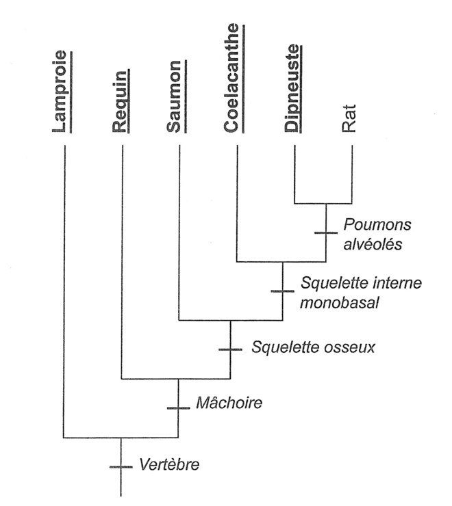 Image t_trde63i01 - L'arbre phylogénétique de quelques vertébrés ...