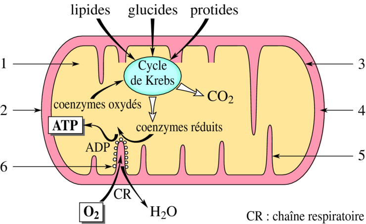 Les tapes De La Respiration Cellulaire LSBGB Les tapes De La Respiration Cellulaire LSBGB