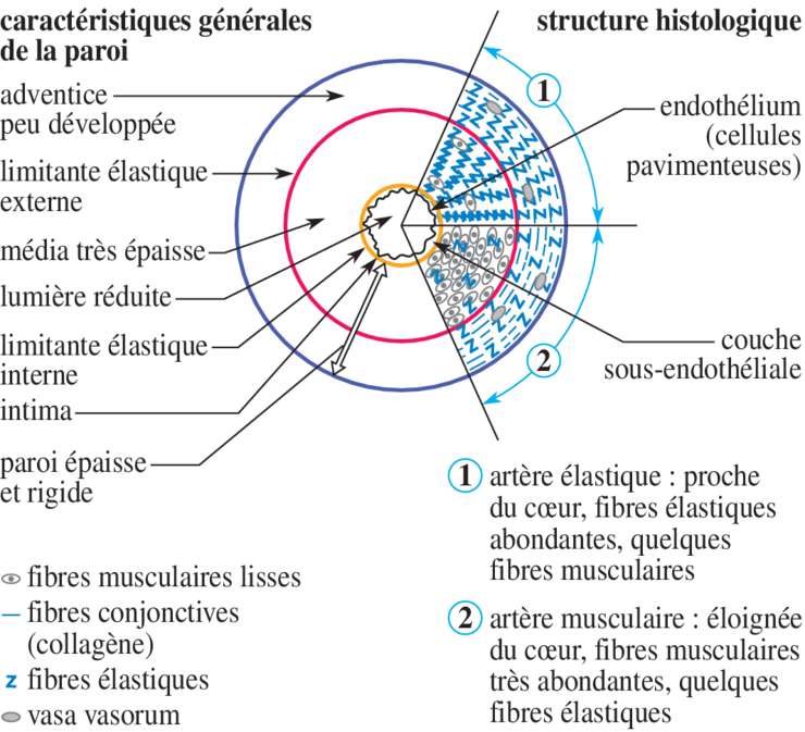 Image tst2s_bio06i01 - Anatomie de l'appareil cardiovasculaire et ...