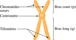 Le chromosome au cours du cycle cellulaire - Assistance scolaire personnalisée et gratuite - ASP