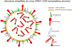 La grippe - Assistance scolaire personnalisée et gratuite - ASP