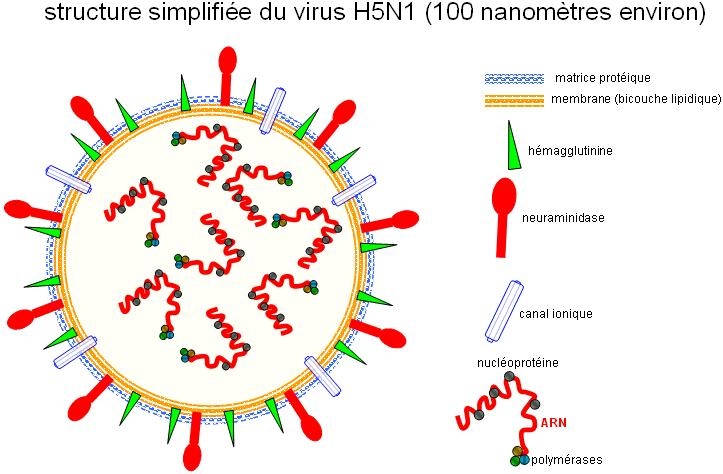 Image tst2s_bio_17i01 - La grippe - Réviser le cours - Biologie humaine ...