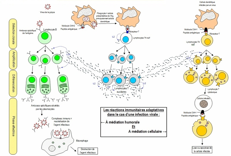 Image tst2s_bio_17i02 - La grippe - Réviser le cours - Biologie humaine ...
