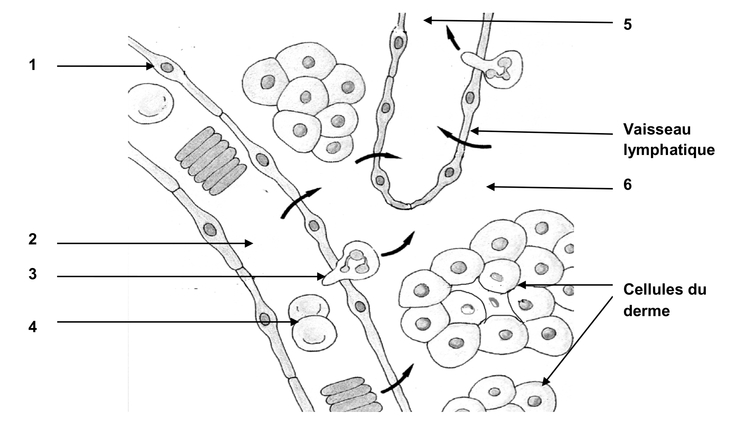 Image tst2s_bio_suj05i02 - La peau, un organe essentiel à la vie ...