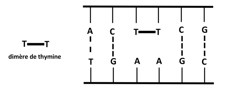 Image tst2s_bio_suj05i06 - La peau, un organe essentiel à la vie ...